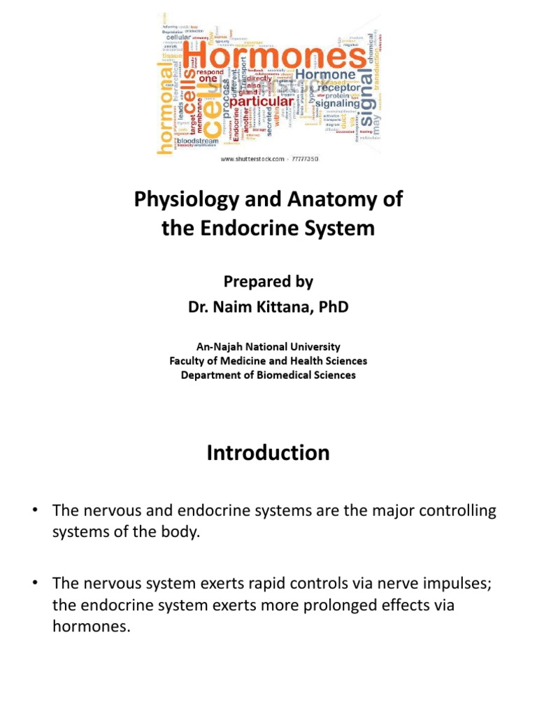 Endocrine | PDF | Adrenal Gland | Endocrine System