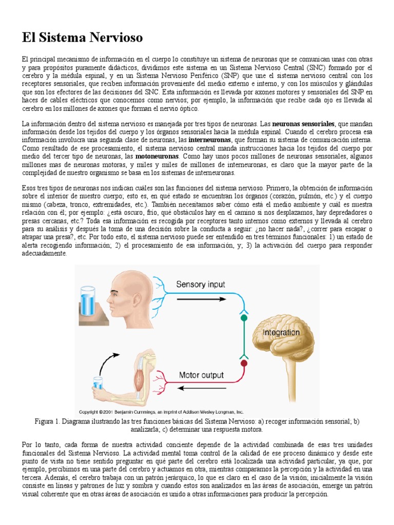 El Sistema Nervioso | PDF | Cerebro | Neurona