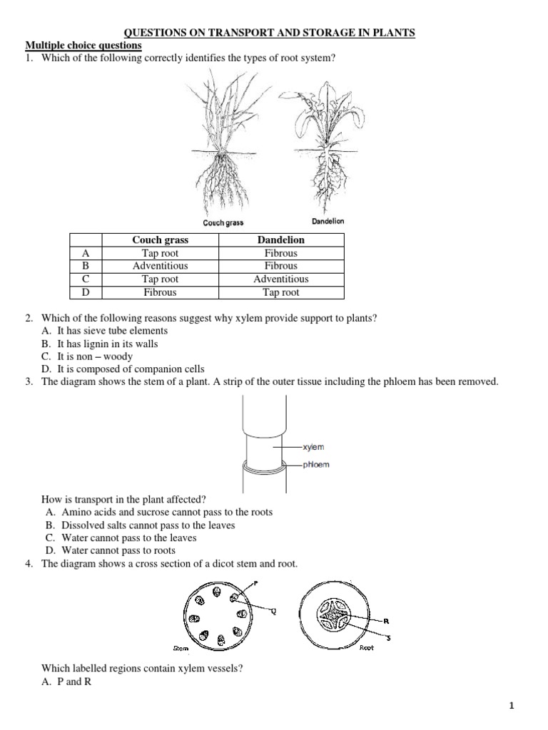 Questions On Transport and Storage in Plants | PDF | Plant Stem | Root