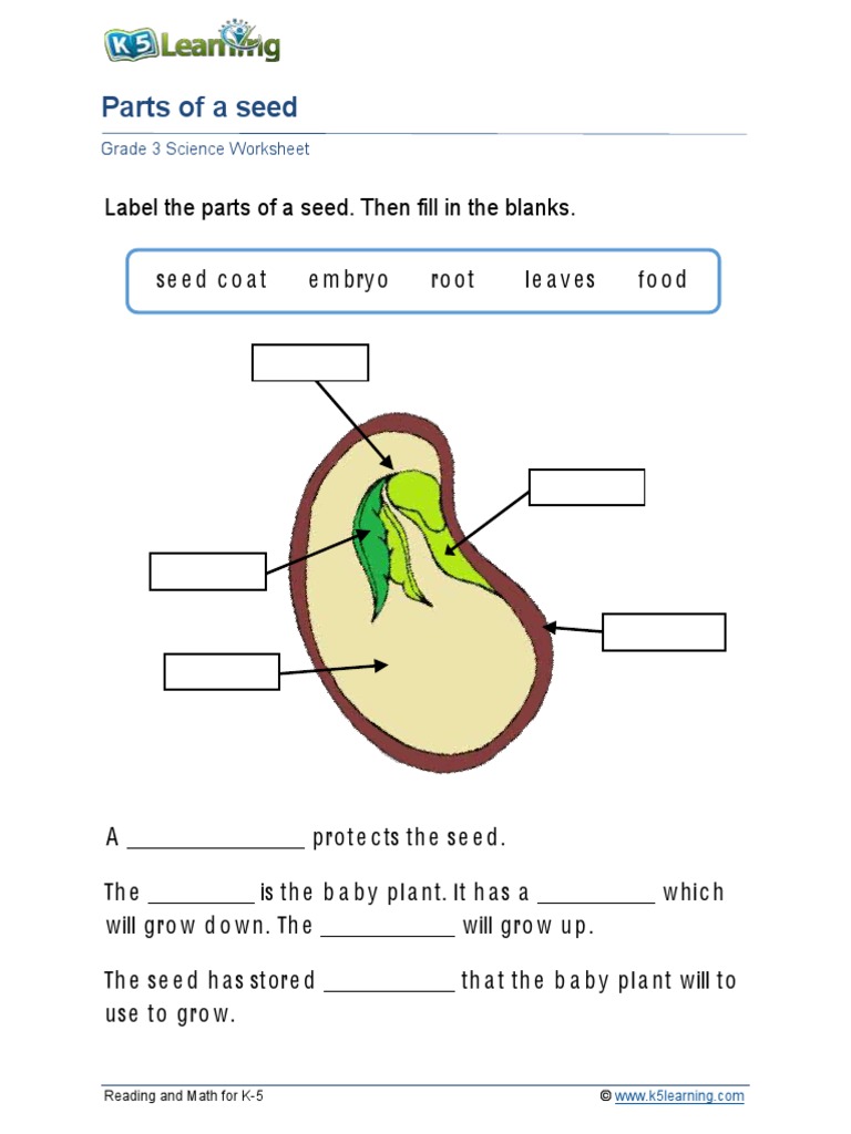 Parts Of A Seed Worksheets BEAN SEED ANATOMY: Montessori 3 Parts Card