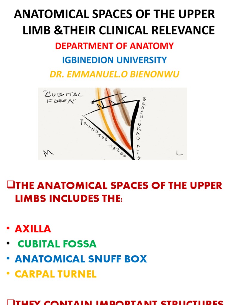 Anatomical Spaces of The Upper Limbs... Dr. Emma. Bienonwu | PDF