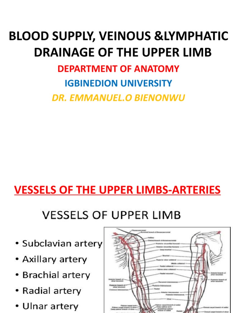 Upper Limb Blood and Lymphatics Overview | PDF | Lymph | Circulatory System