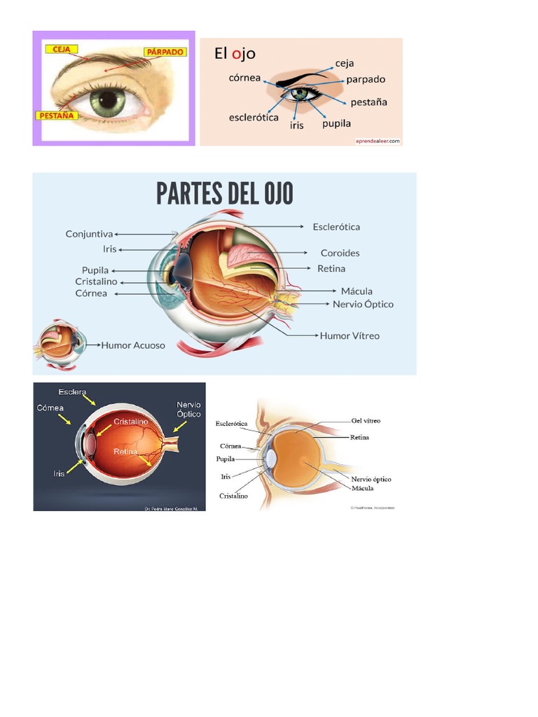 Ojos | PDF