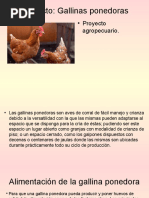 Proyecto de Gallinas Ponedoras | PDF | Pollo | Aves