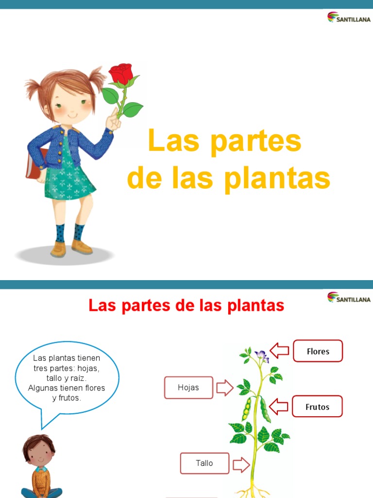 Las Partes de Las Plantas | PDF | Plantas | Tallo de la planta