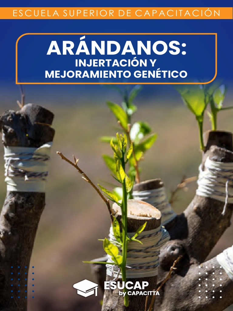 Cultivo de Arándano | PDF | Injerto | Agricultura