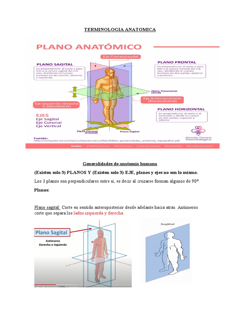 Terminologia Anatomica | PDF