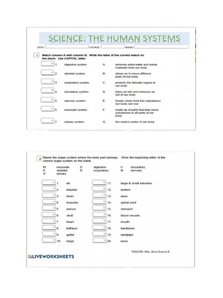 Major Organs of the Human Body Quiz | PDF
