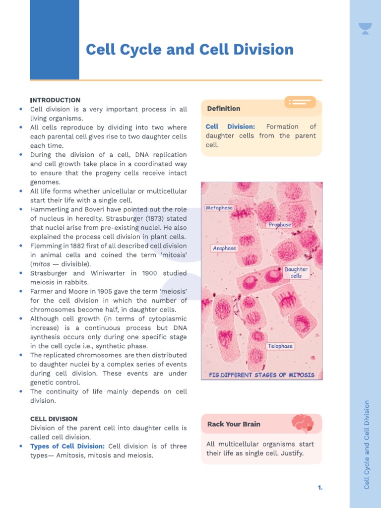 Cell Cycle and Cell Division | PDF