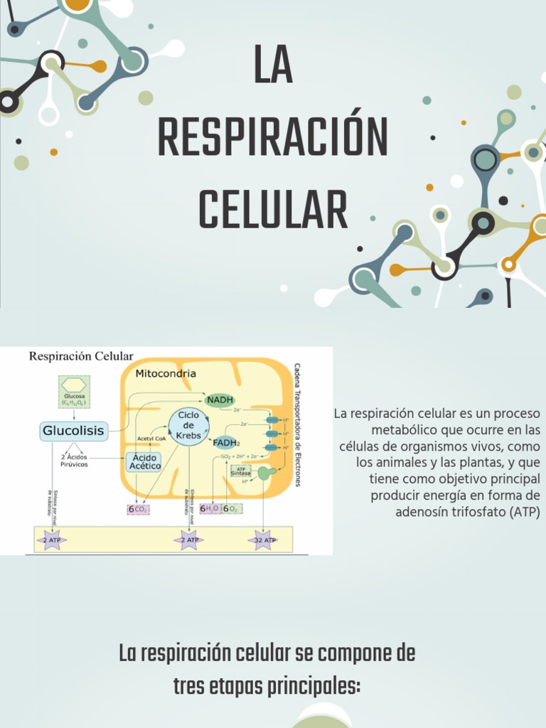 Respiracion Celular | PDF