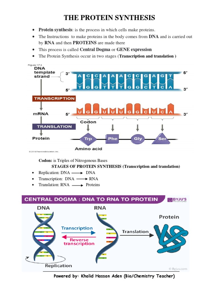 Part 2 The Protein Synthesis | PDF