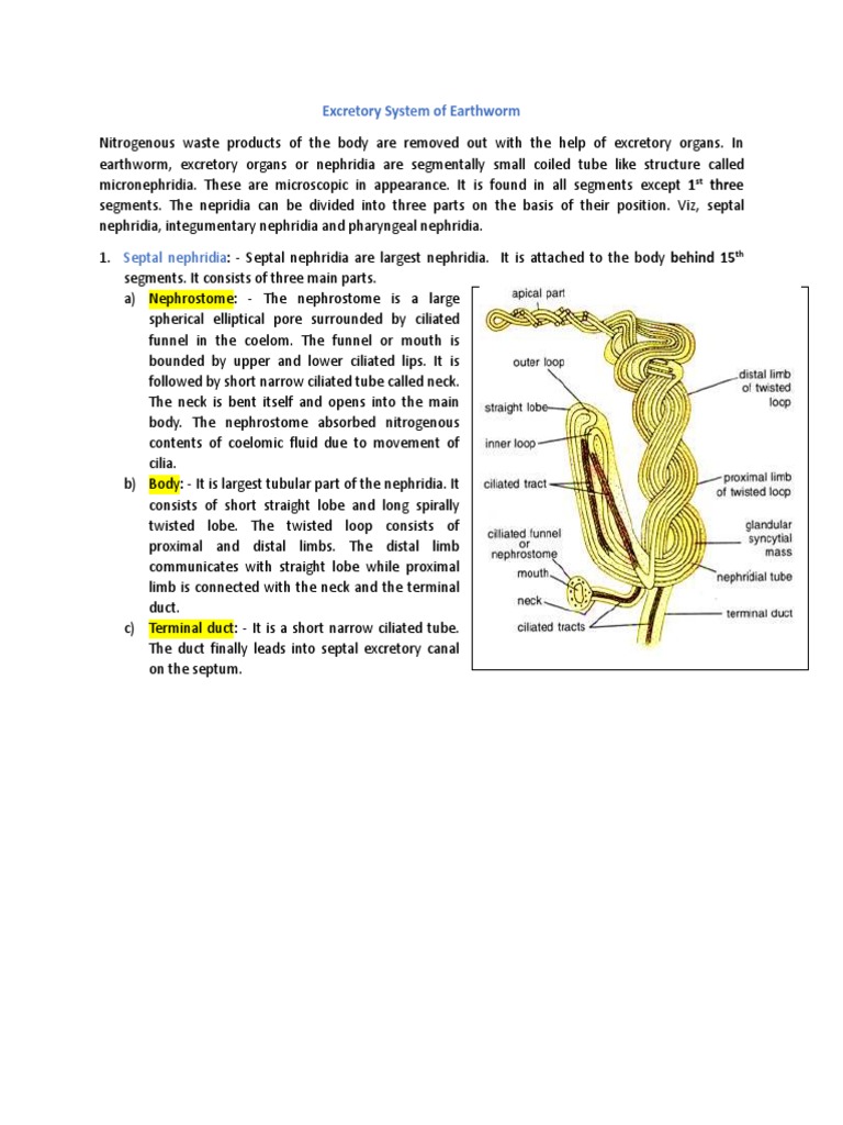 3.excretory System of Earthworm | PDF | Gastrointestinal Tract | Animal ...