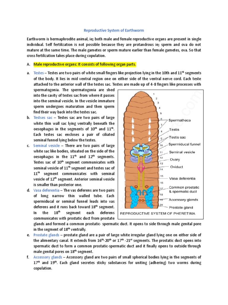 Earthworm Reproductive System Overview | PDF | Reproductive System ...