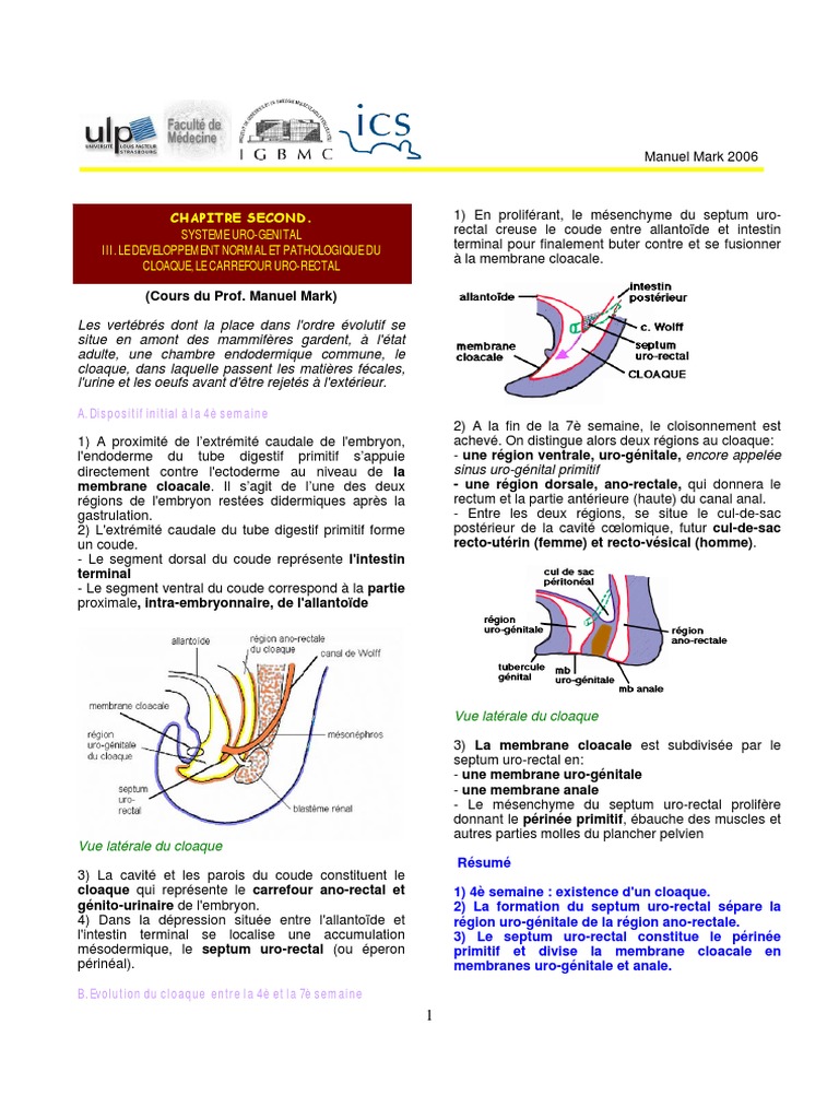 Cloaque | PDF | Vessie | Prostate