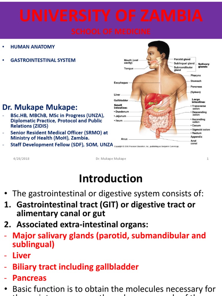 Digestive System Mukape | PDF | Stomach | Esophagus