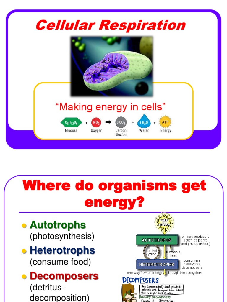 Cell Respiration | PDF | Cellular Respiration | Adenosine Triphosphate
