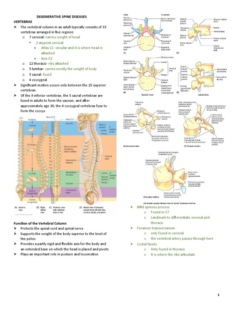 Degenerative Diseases | PDF | Vertebral Column | Vertebra