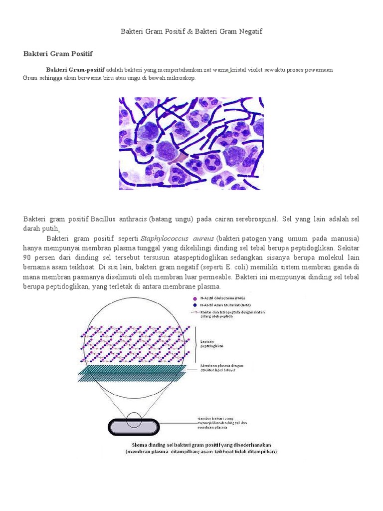 Bakteri Gram Pos-Neg | PDF