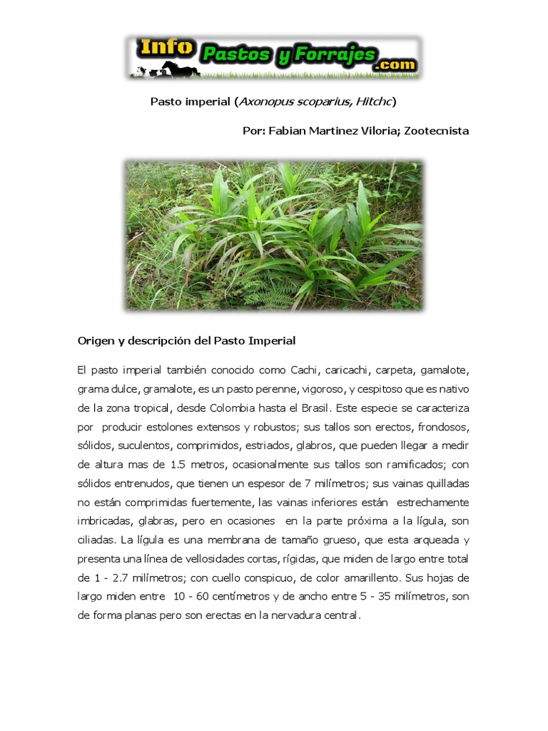 Ficha Técnica Del Pasto Imperial (Axonopus Scoparius, Hitchc) | PDF ...