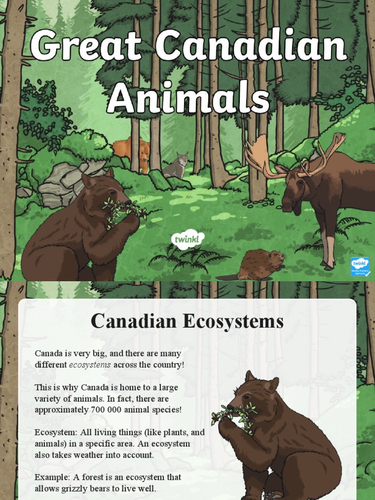 Canadian Animals | PDF | Grizzly Bear | Moose