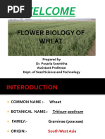 Single Seed Descent Method | PDF | Plant Breeding | Dominance (Genetics)