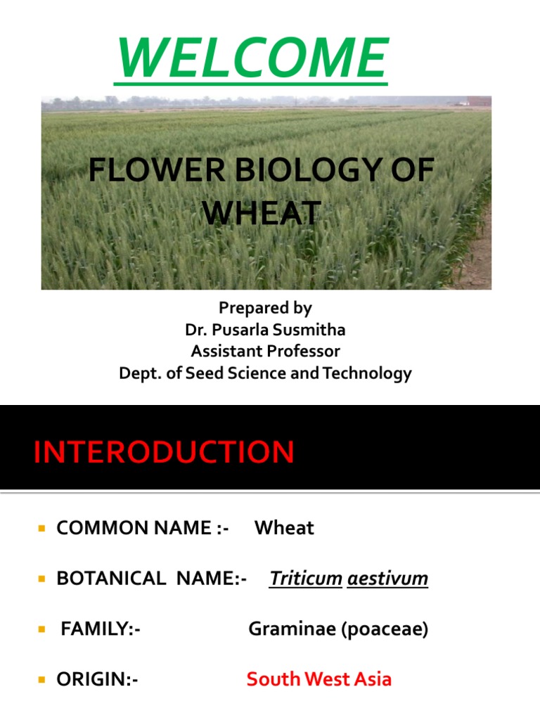Wheat Flower Biology and Structure | PDF