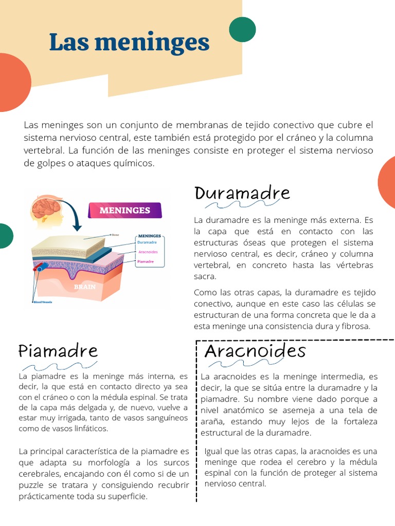 Las Meninges | PDF