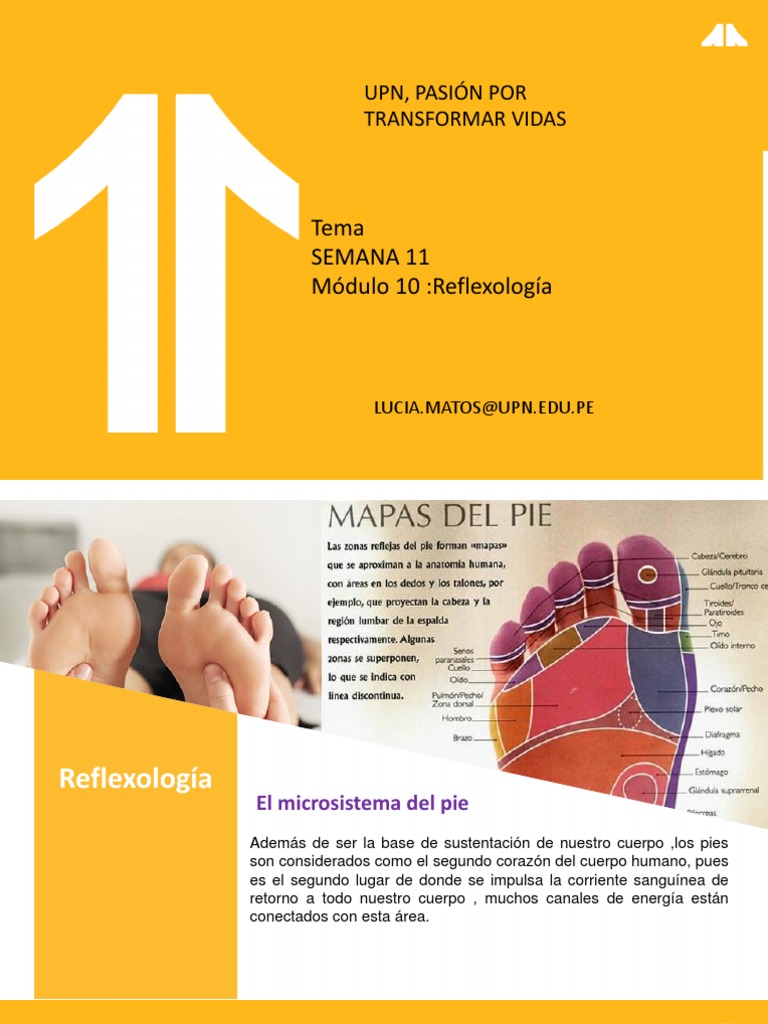 Semana11 Reflexologia | PDF | Reflexología | Especialidades Medicas