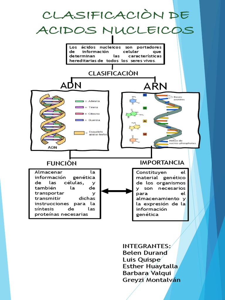 Clasificaciòn de Acidos Nucleicos | PDF