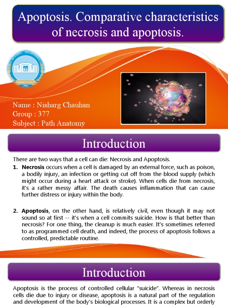 Apoptosis PPT, Pathological Anatomy | PDF | Apoptosis | Necrosis