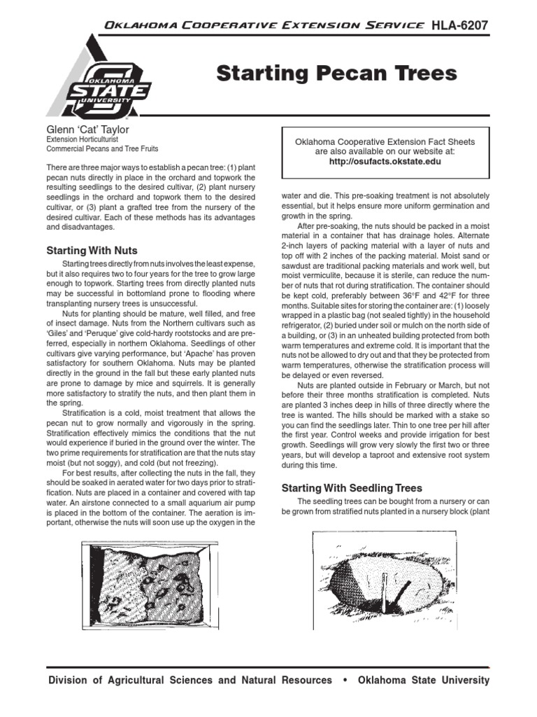 How to Start Pecan Trees Successfully | PDF | Grafting | Trees