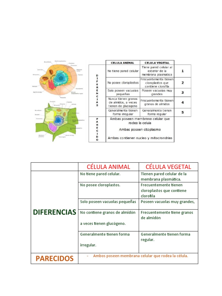 Célula Animal | PDF