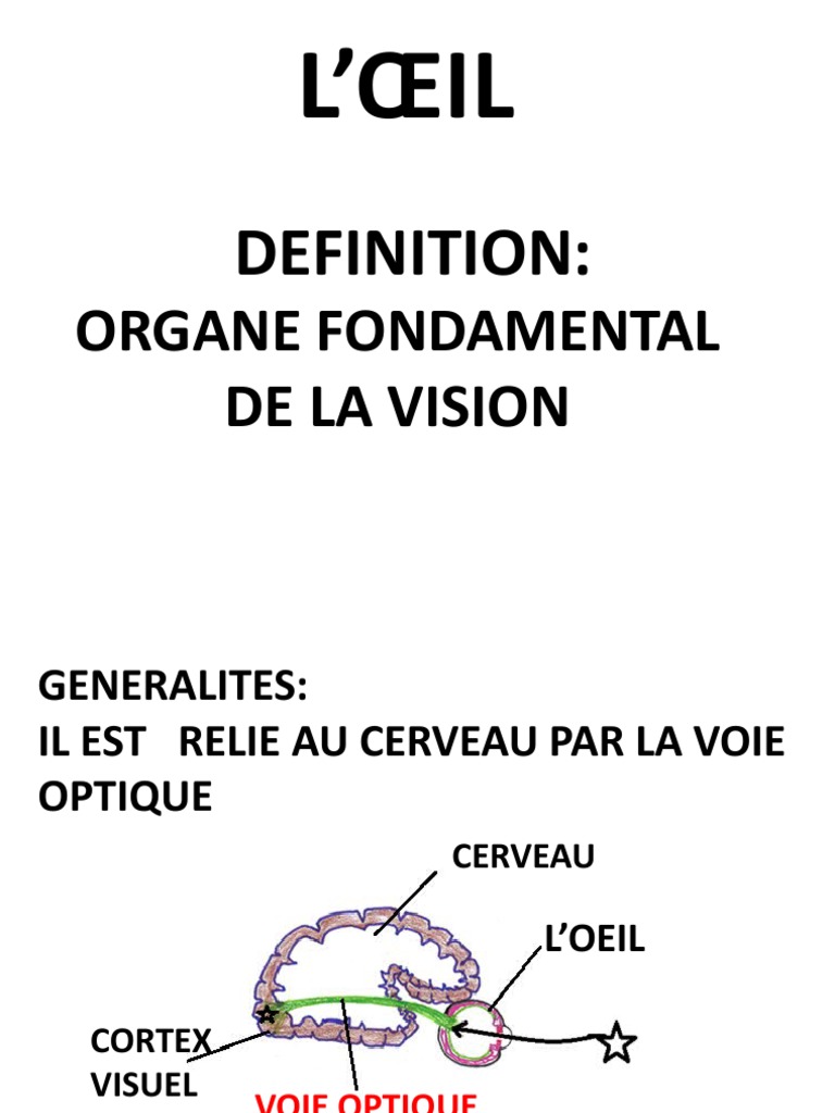 L'OEIL | PDF | Sens (physiologie) | Optique