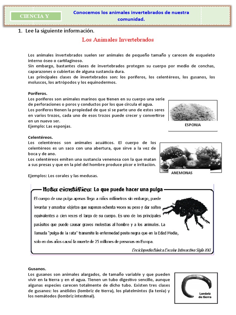 D4 A3 FICHA CT. Conocemos Los Animales Invertebrados de Nuestra ...