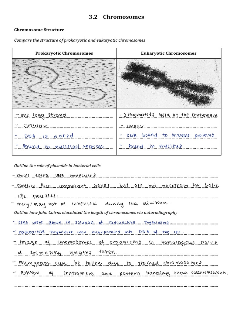 Stella MIN - 3.2 BioNinja Worksheet | PDF | Chromosome | Ploidy