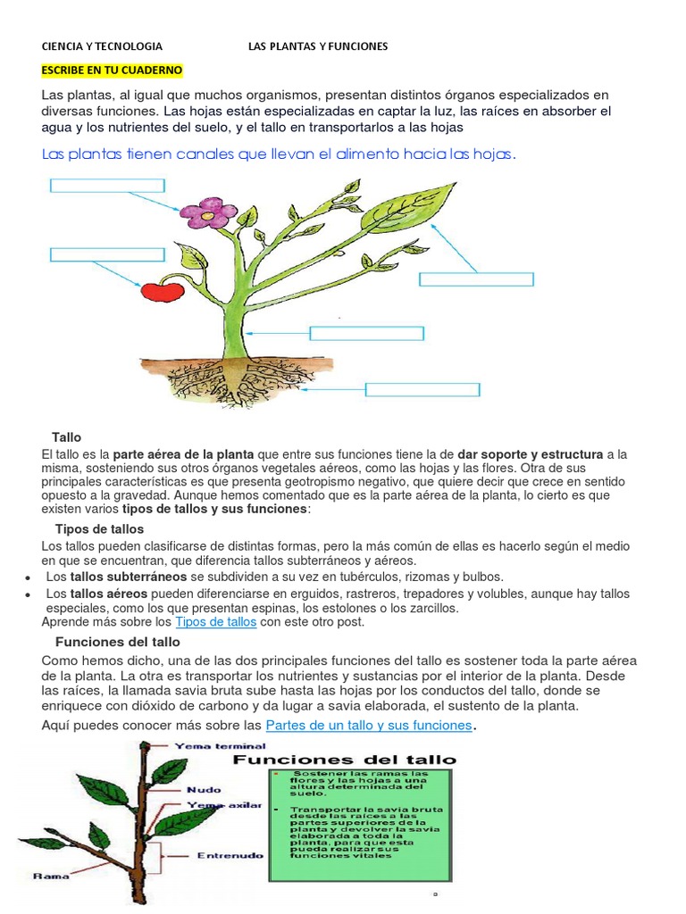 Ciencia y Tecnologia Las Plantas y Funciones | PDF