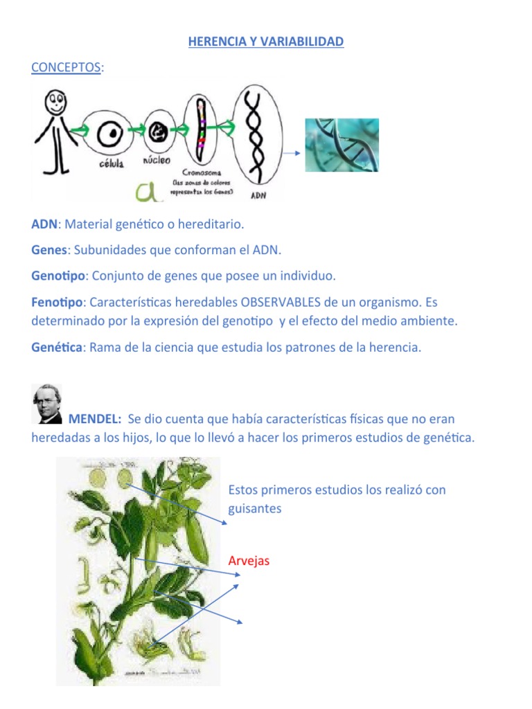Herencia y Variabilidad Genética | PDF | Dominancia (Genética) | Alelo