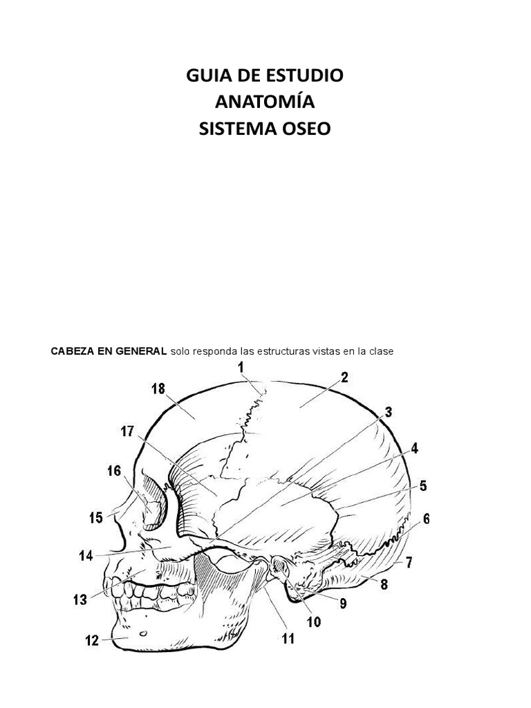 Guia de Estudio Anatomia | PDF | Mano | Vértebra