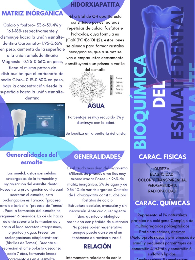 Bioquímica Del Esmalte Dental | PDF | Esmalte de dientes | Calcio