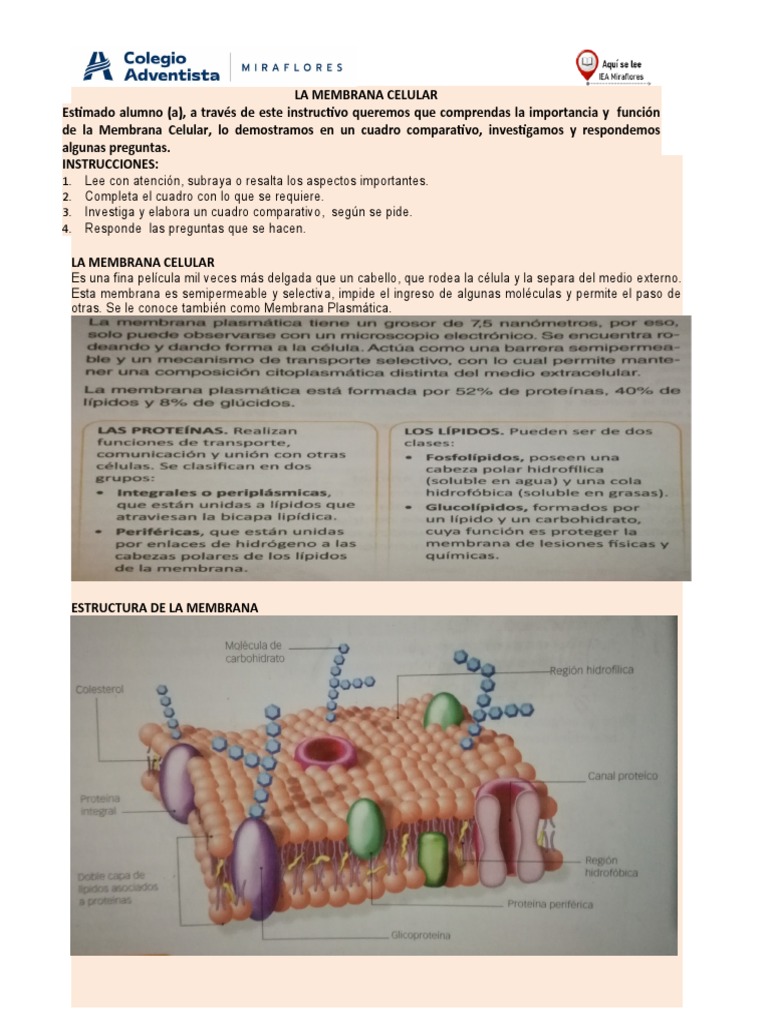Membrana Celular | PDF
