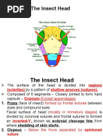 Insect Body Segmentation Guide | PDF | Insects | Arthropodology