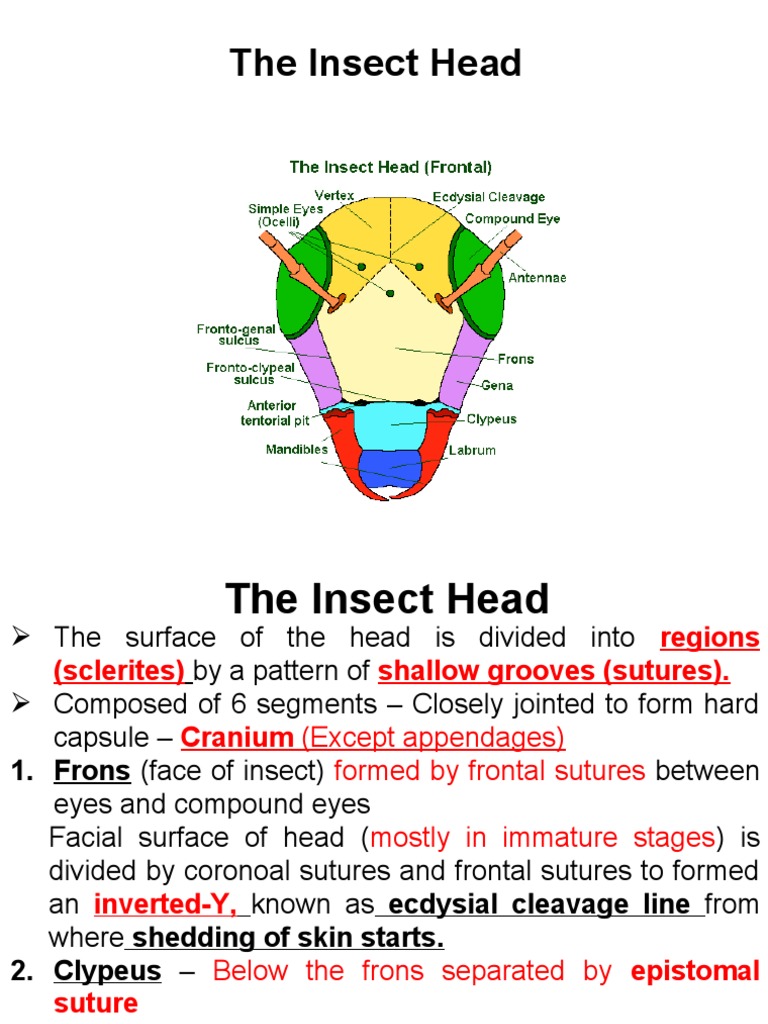Insect Head Structure and Types | PDF