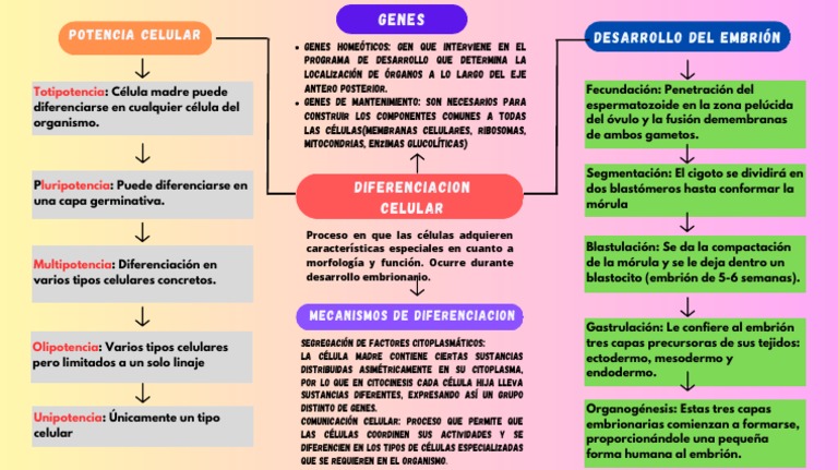 Nahomy Sandoval - Difeerenciacion Celular | PDF