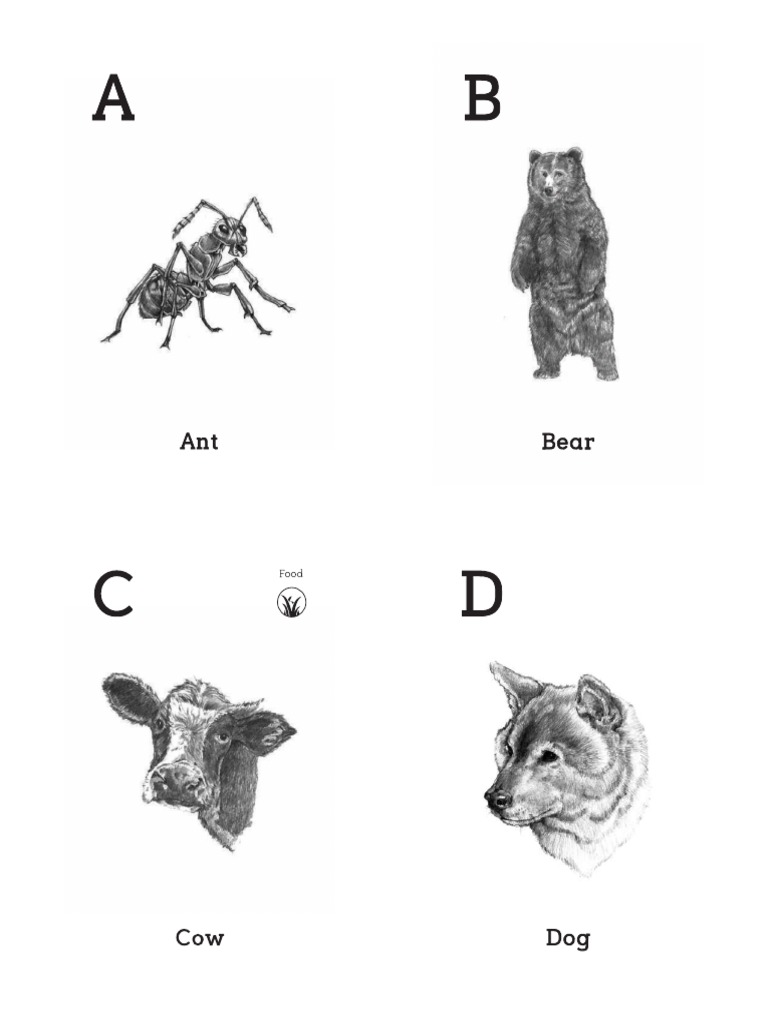 4 D Animal | PDF
