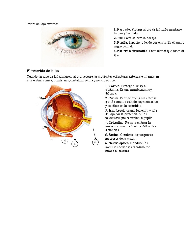 Partes Del Ojo Externo | PDF