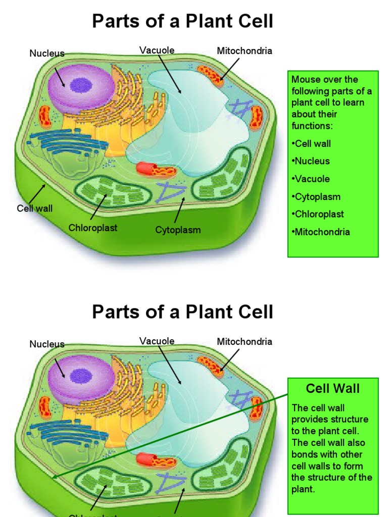 Parts of A Plant Cell: Nucleus Vacuole Mitochondria | PDF | Chloroplast ...