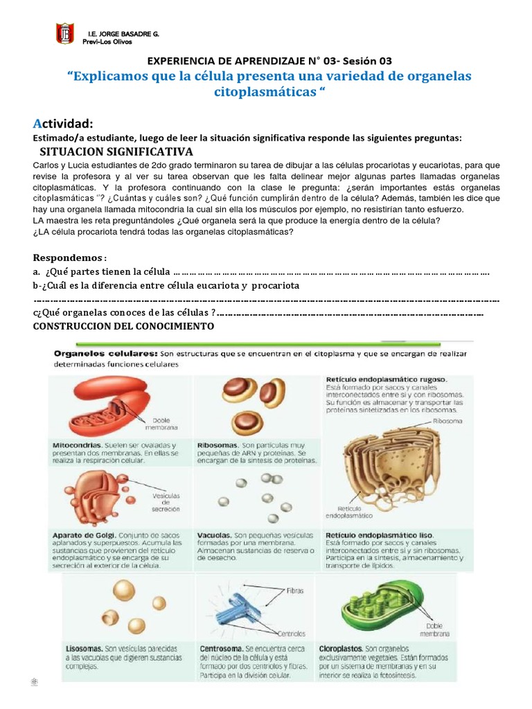 Explica Organelos de La Celula - MML | PDF Explica Organelos de La Celula - MML | PDF