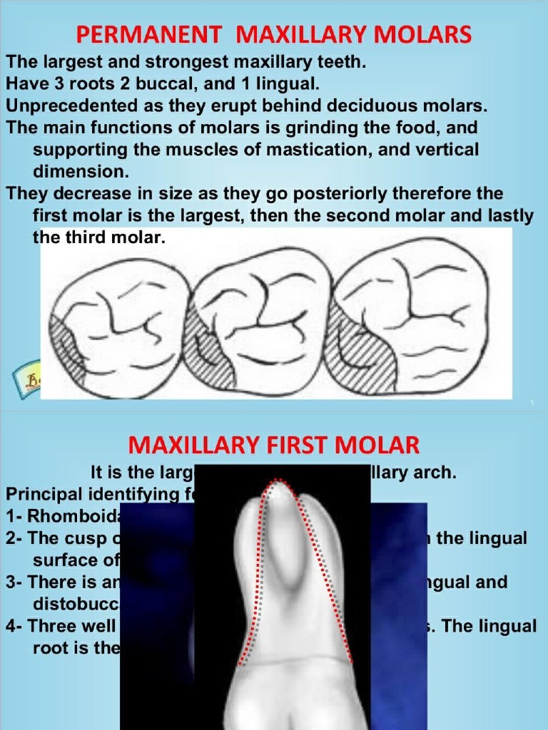 Permanent Maxillary Molars | PDF