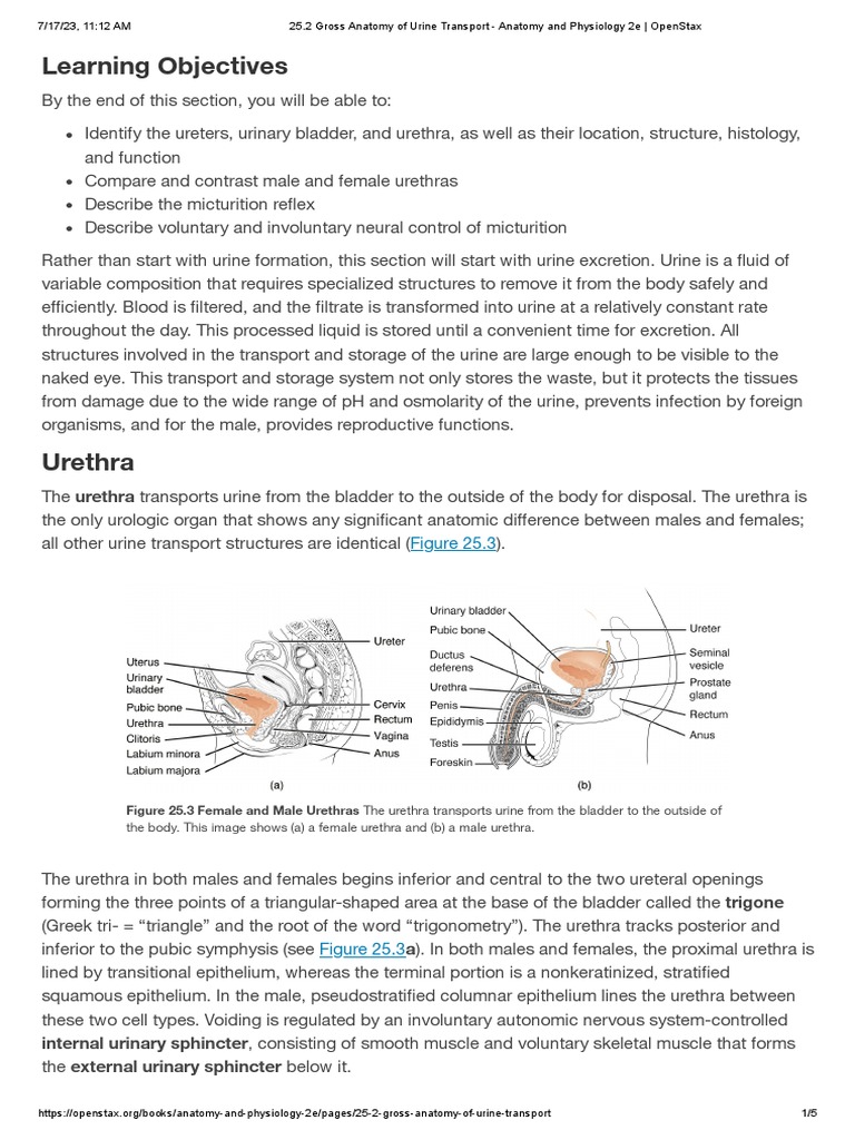 Anatomy of Urine Transport System | PDF | Urination | Human Body