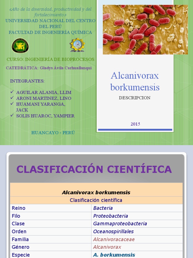 Alcanivorax borkumensis: Bacteria y Bioremediación | PDF | Las ...